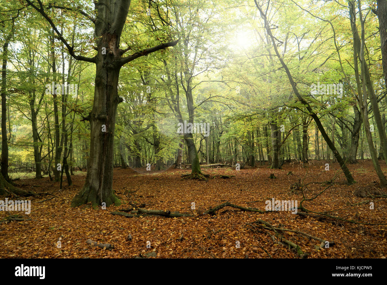 Primeval Forest on Darss in Germany Stock Photo - Alamy
