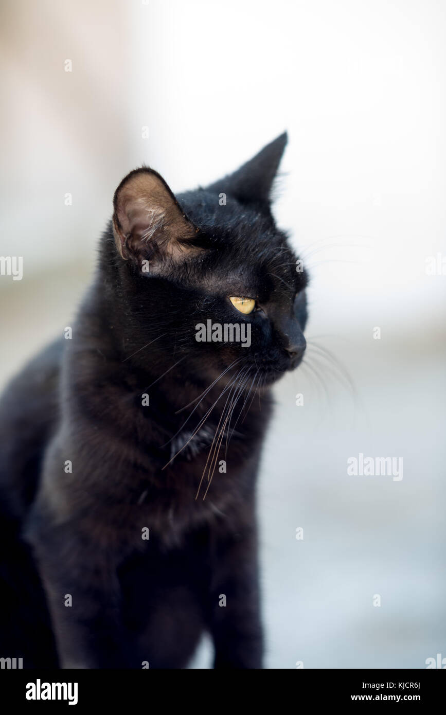 Wild stray cat looking away at Hala Sultan Tekke Mosque Stock Photo - Alamy