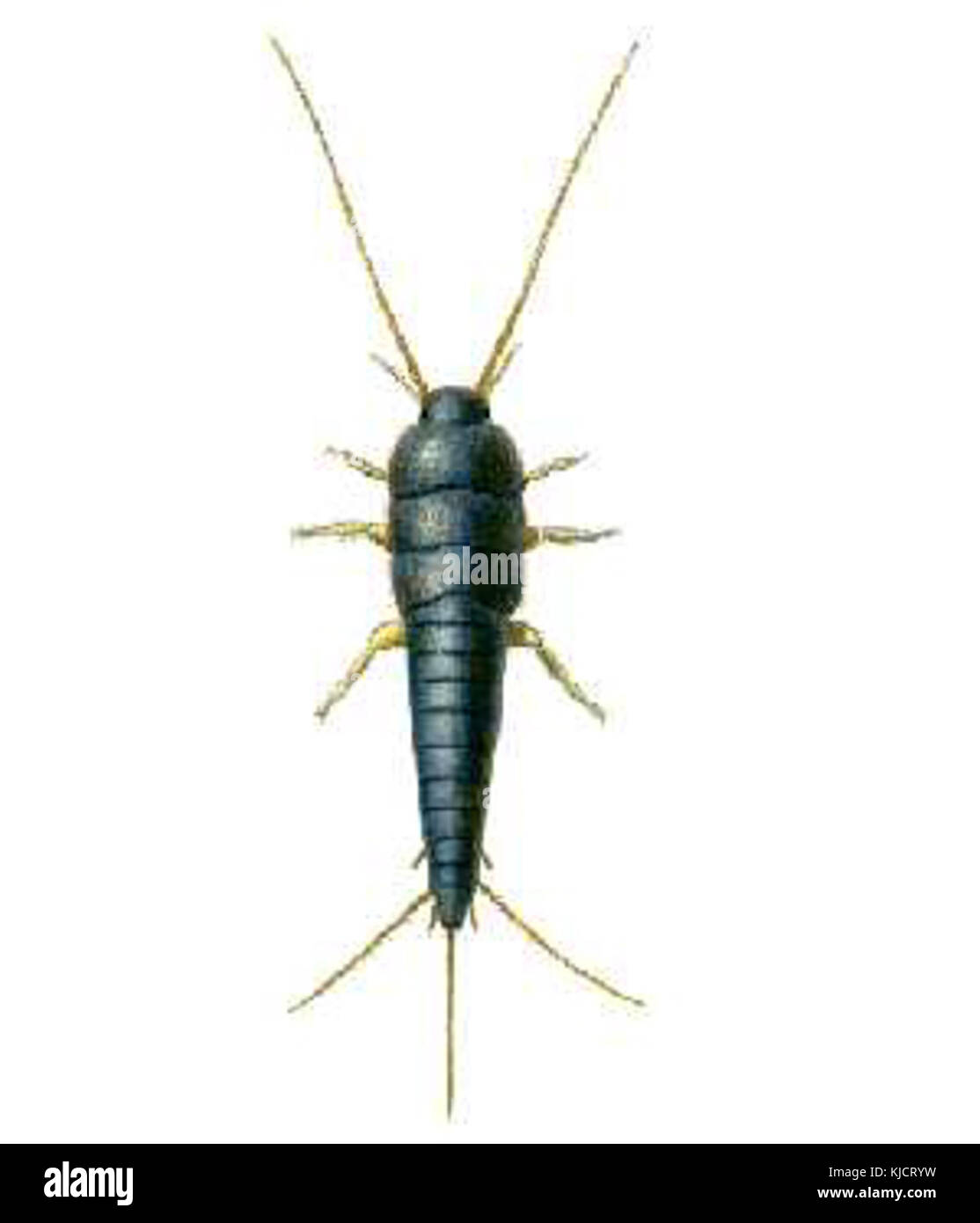 Lepisma saccharina CSIRO cain555 Stock Photo - Alamy