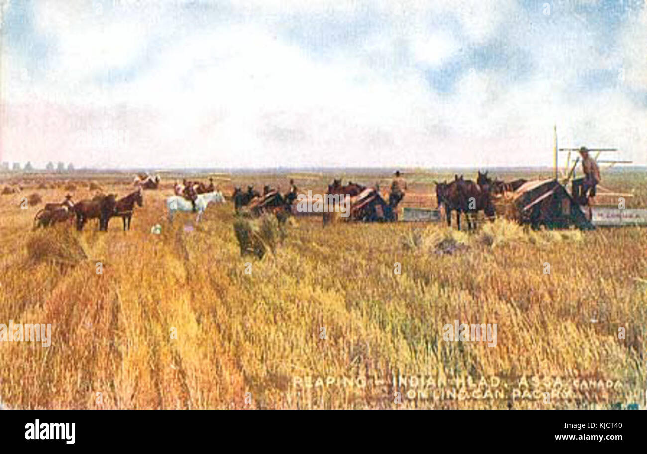 Lxx1221 Reaping Indian Head. Assa 190 Stock Photo - Alamy