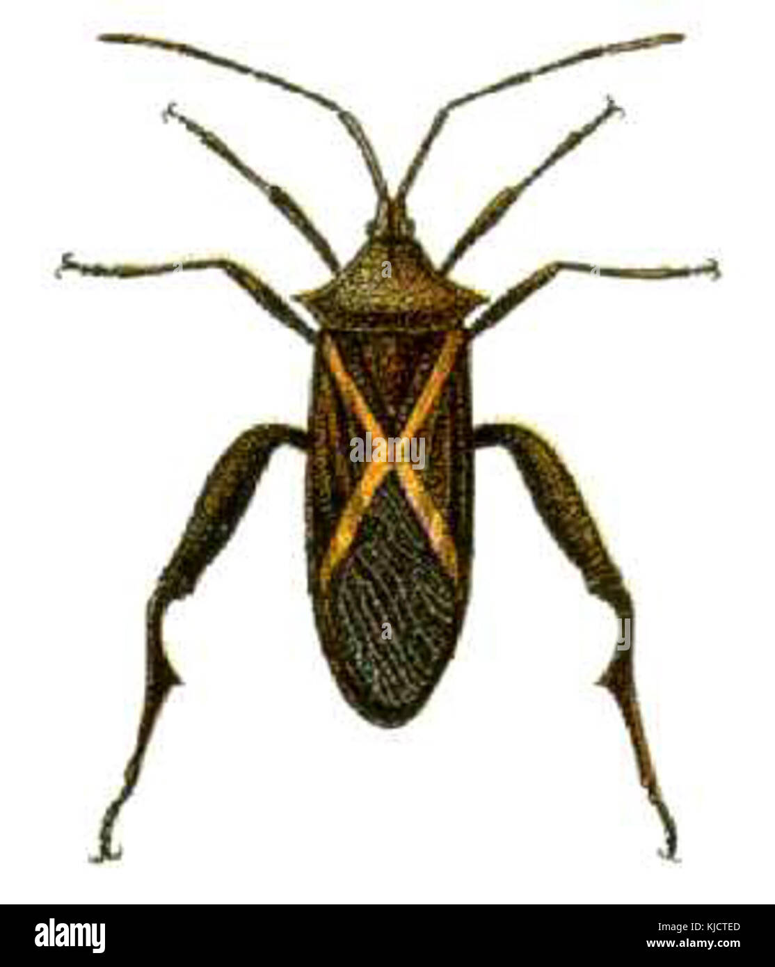 Mictis profana from CSIRO Stock Photo - Alamy