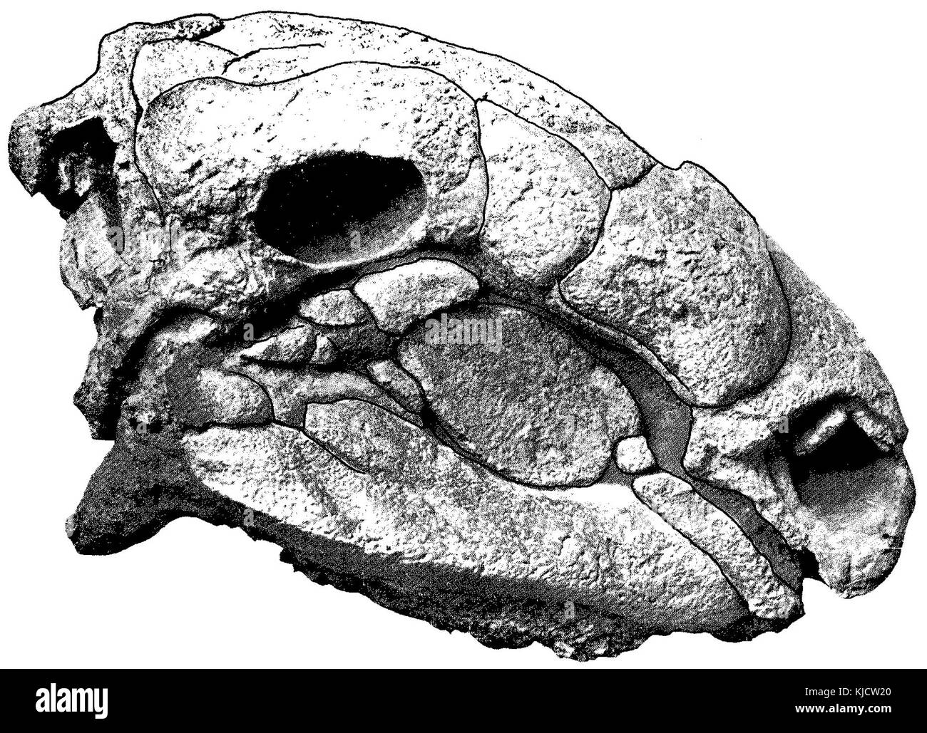 Plant eating dinosaur fossils hi-res stock photography and images - Alamy