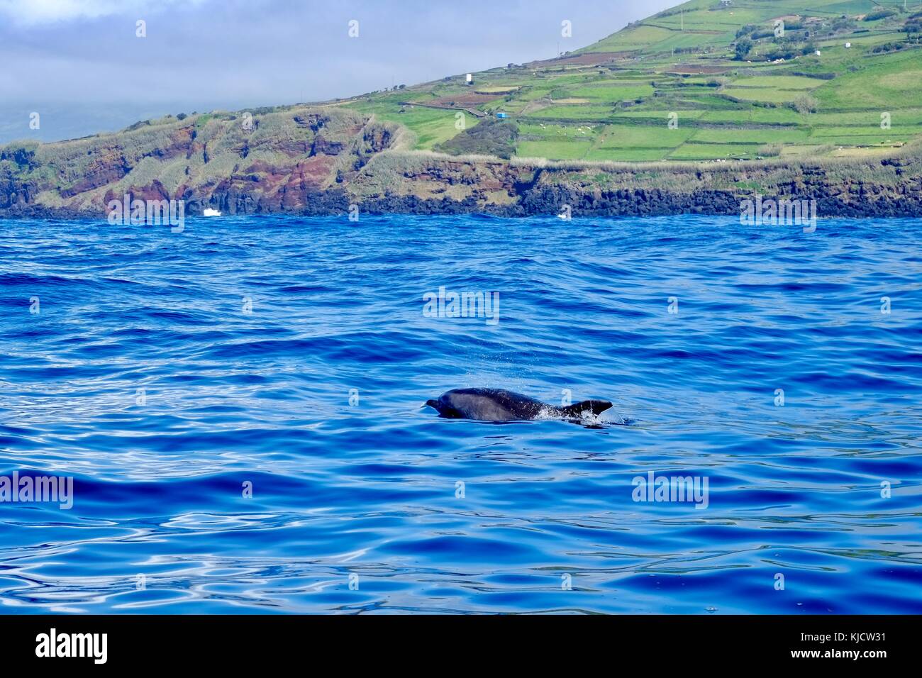 bottlenose dolphin near the volcanic coast of Pico Stock Photo - Alamy