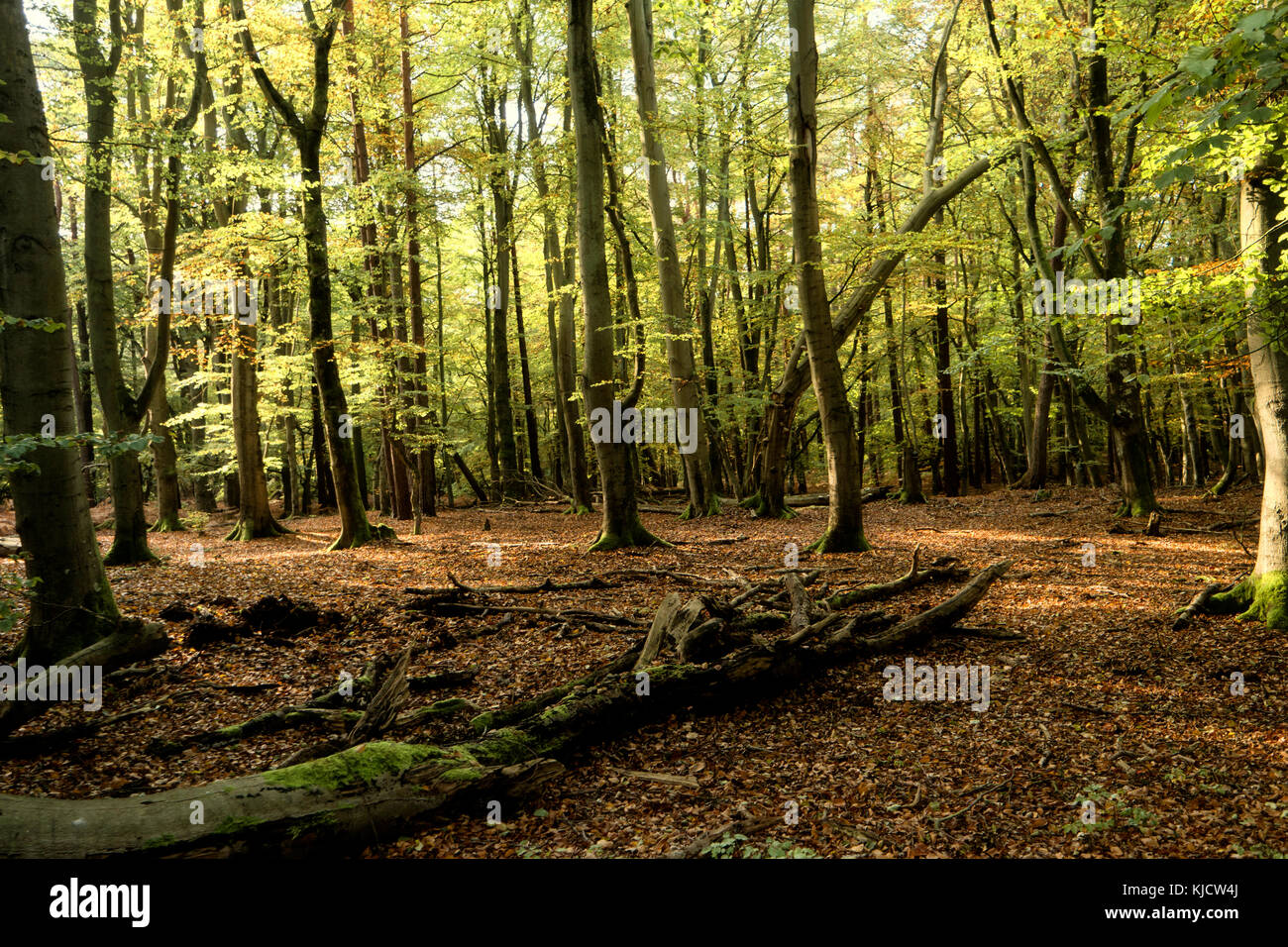 Primeval Forest on Darss in Germany Stock Photo - Alamy