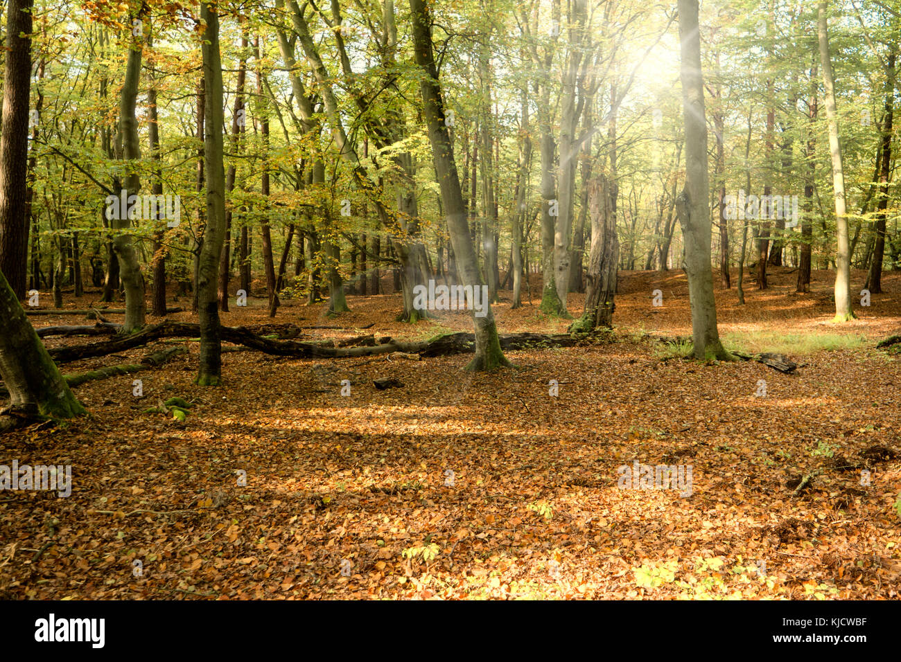 Primeval Forest on Darss in Germany Stock Photo - Alamy