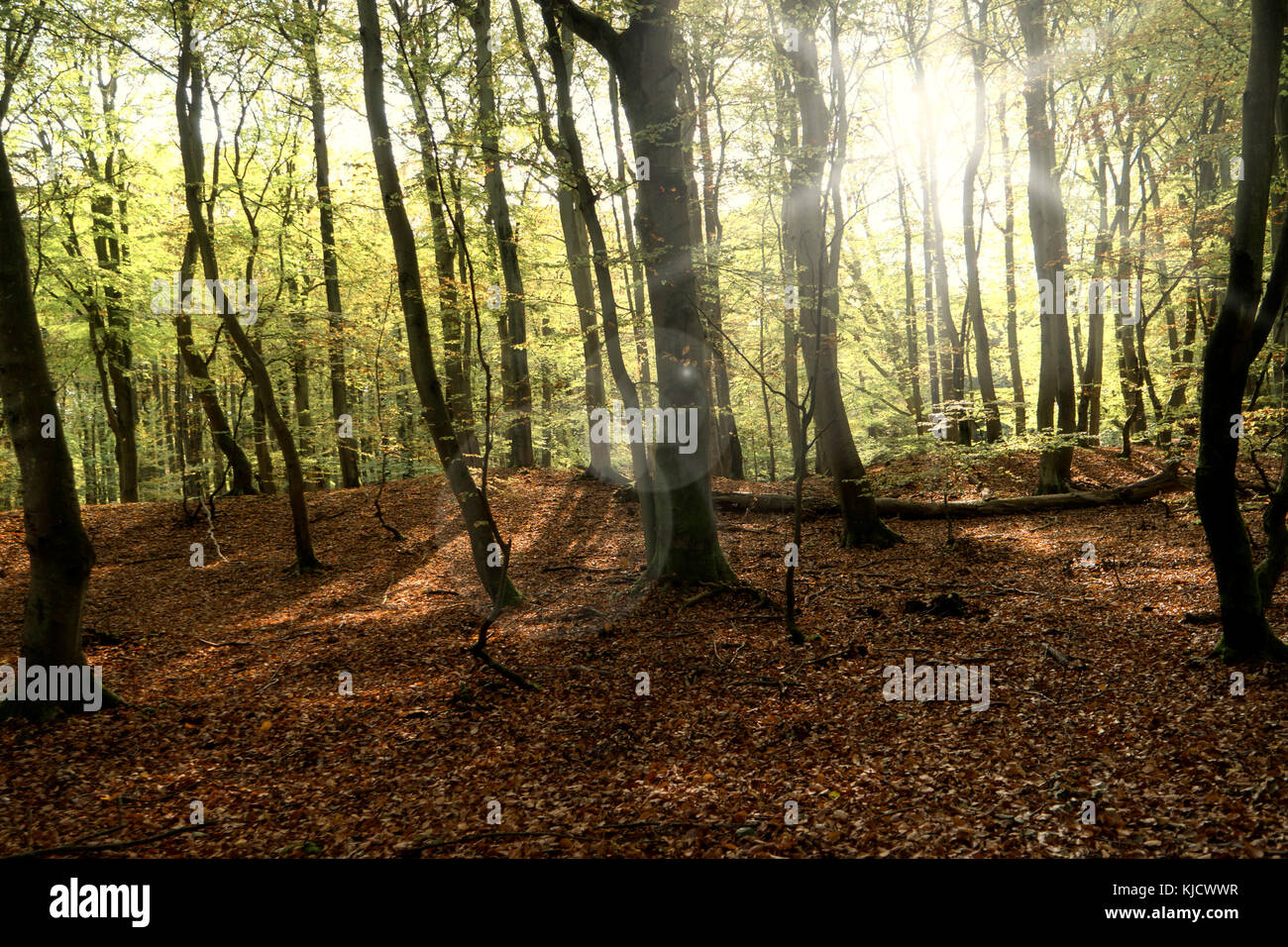 Primeval Forest on Darss in Germany Stock Photo - Alamy