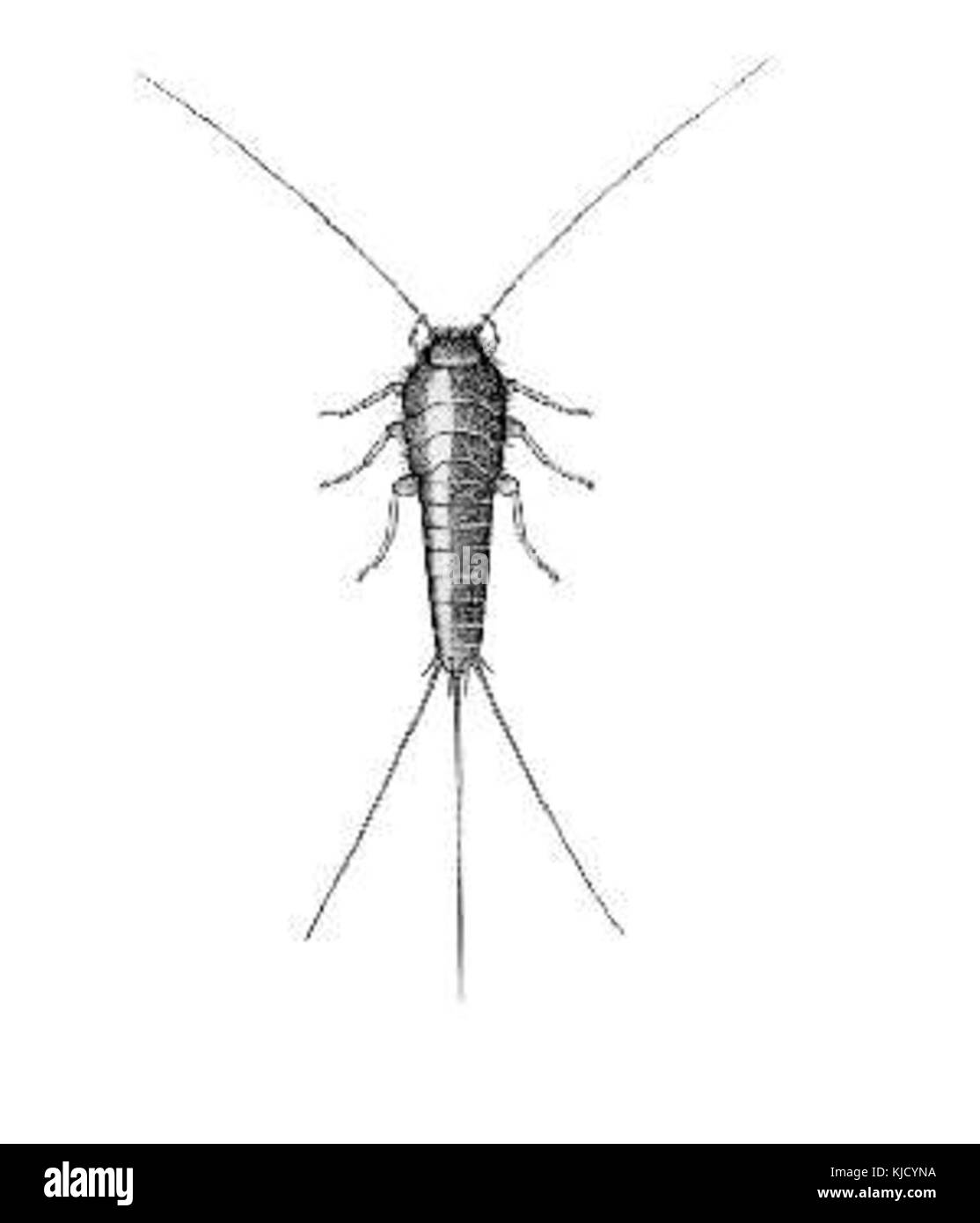 Ctenolepisma longicaudata CSIRO cain554 Stock Photo - Alamy