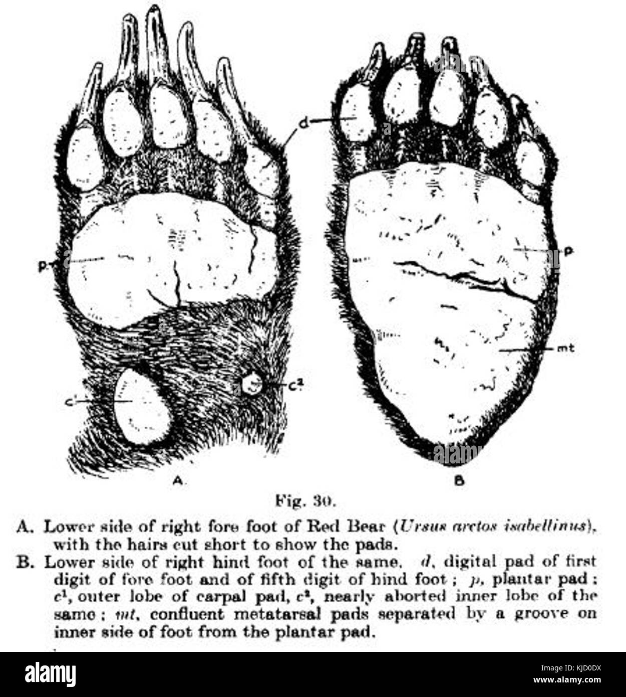 Bear anatomy hi-res stock photography and images - Alamy