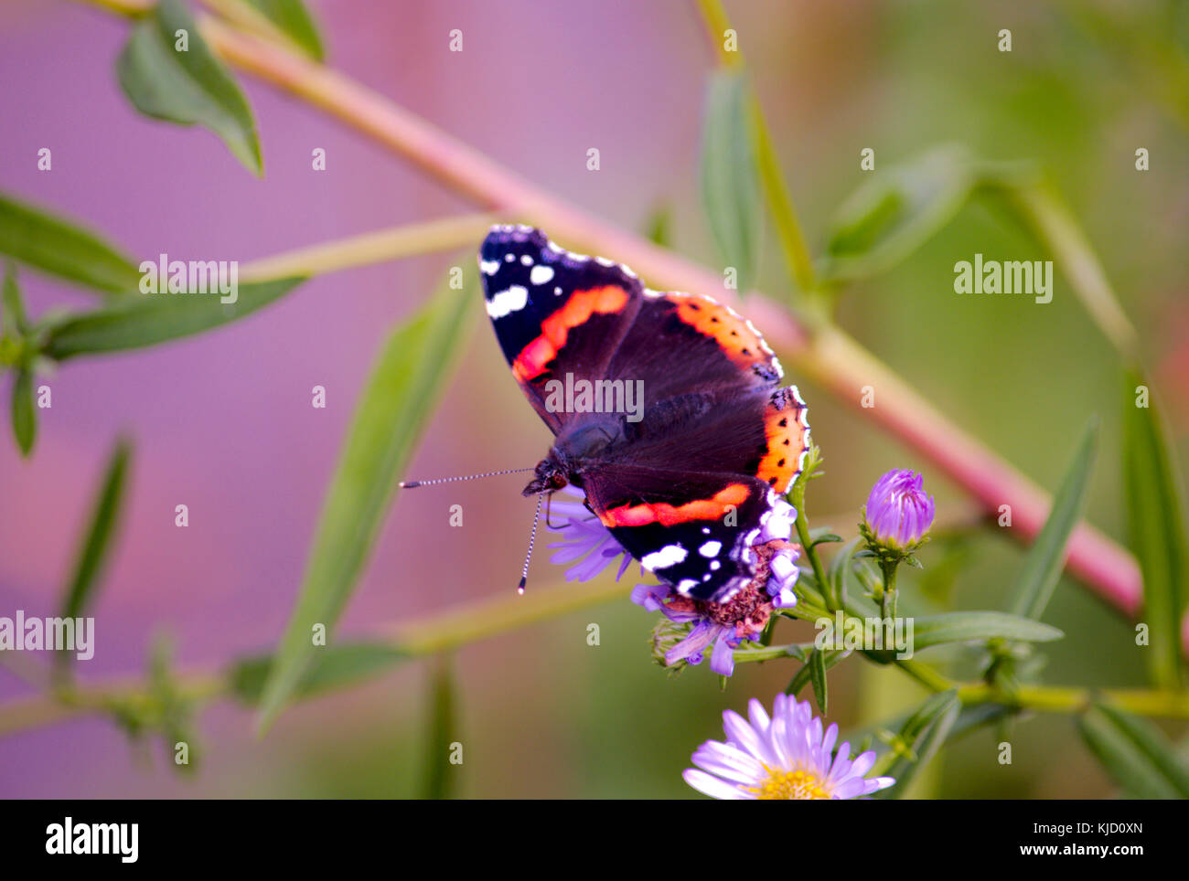 Red admiral butterfly, Vanessa atalanta Stock Photo - Alamy