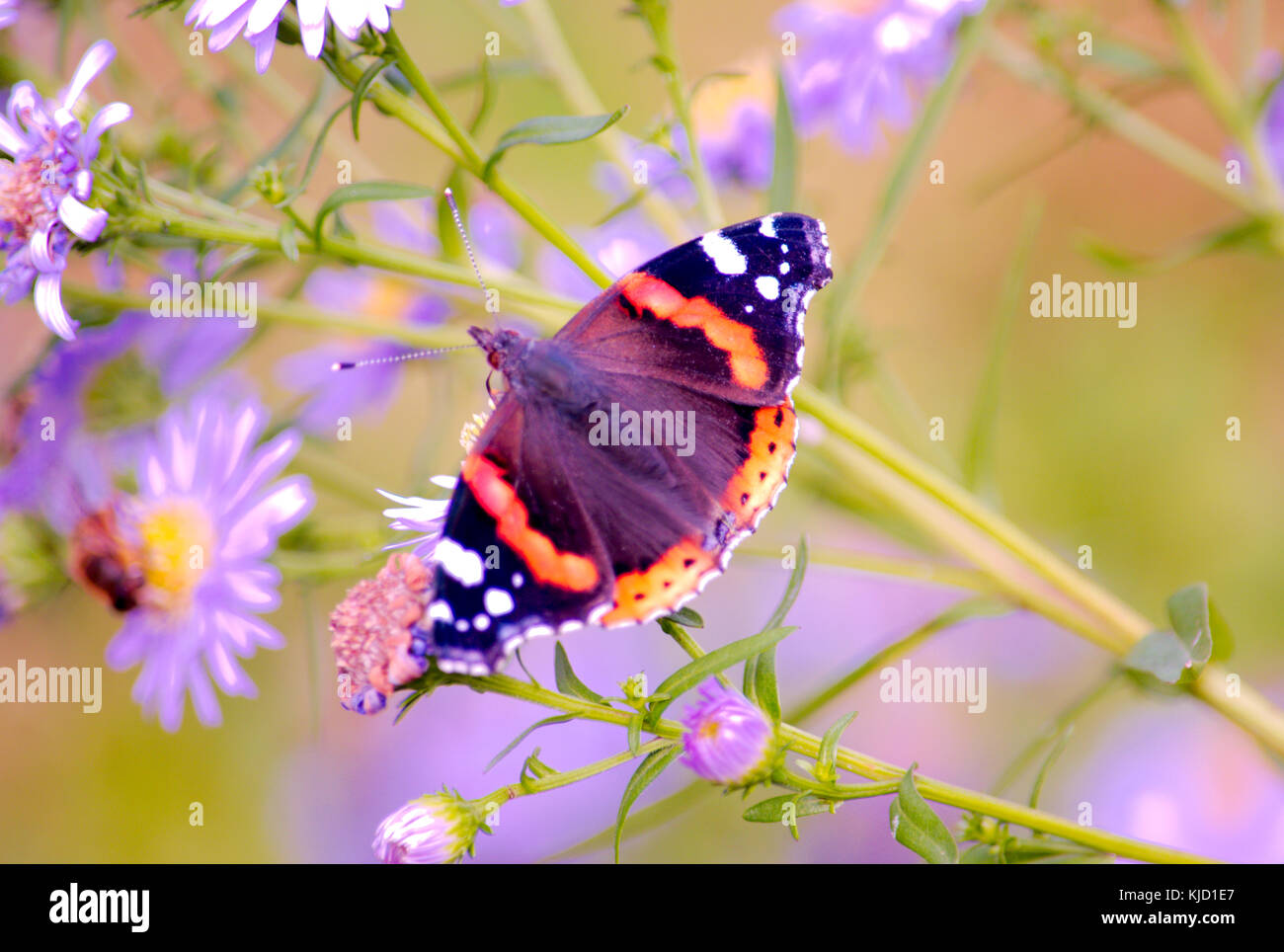 Red admiral butterfly, Vanessa atalanta Stock Photo - Alamy