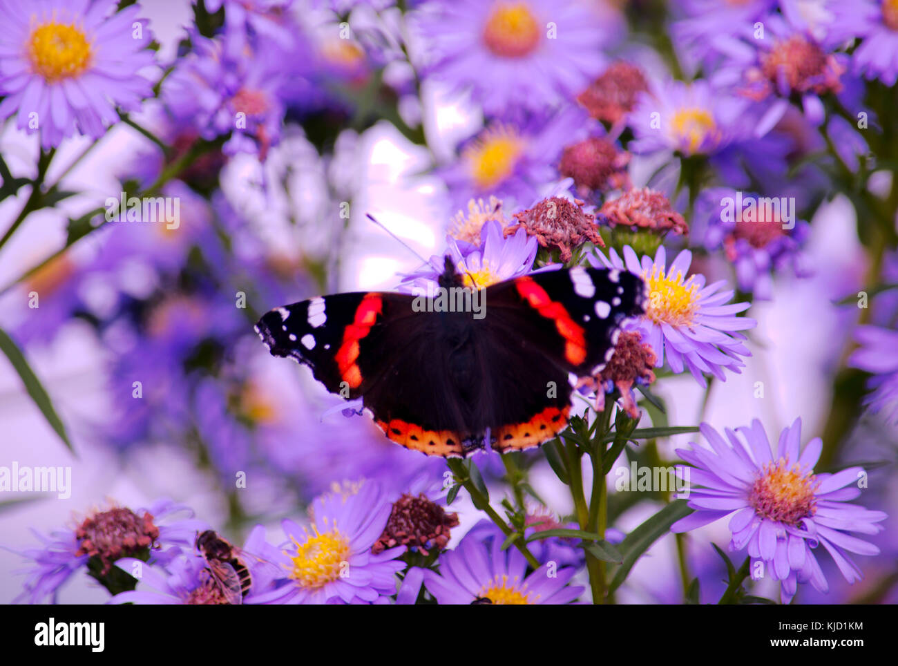 Red admiral butterfly, Vanessa atalanta Stock Photo - Alamy