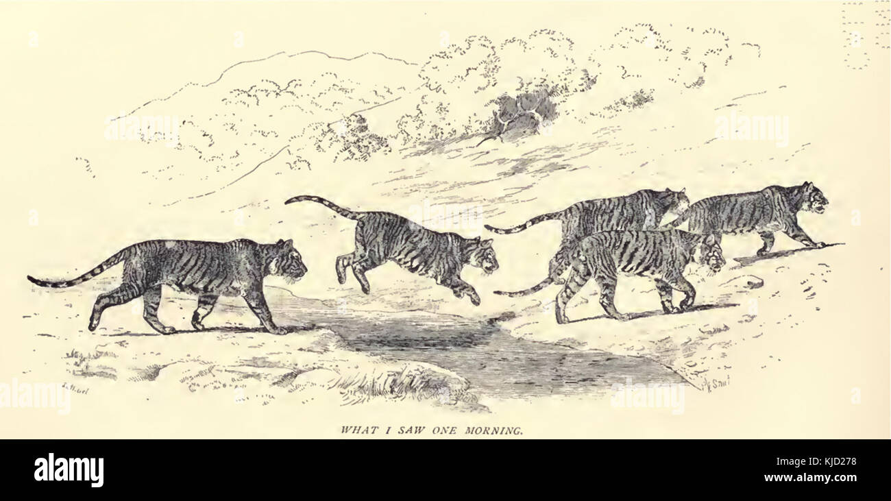 Douglas Hamilton, 5 tigers seen Stock Photo - Alamy