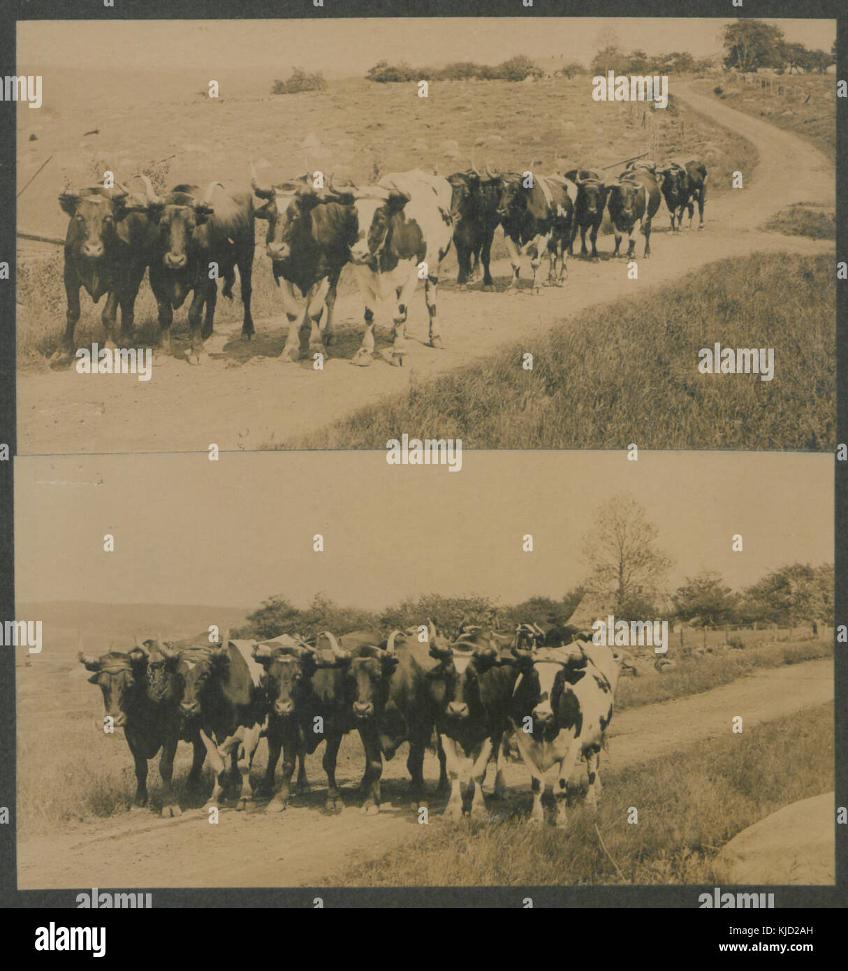 Vintage photo of oxen hi-res stock photography and images - Alamy