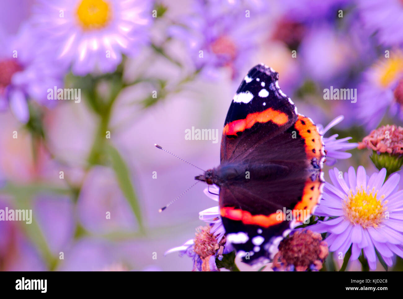 Red admiral butterfly, Vanessa atalanta Stock Photo - Alamy