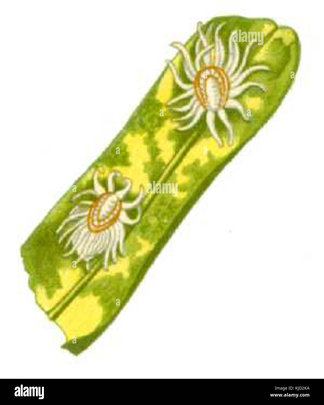 Icerya aegyptiaca from CSIRO Stock Photo - Alamy