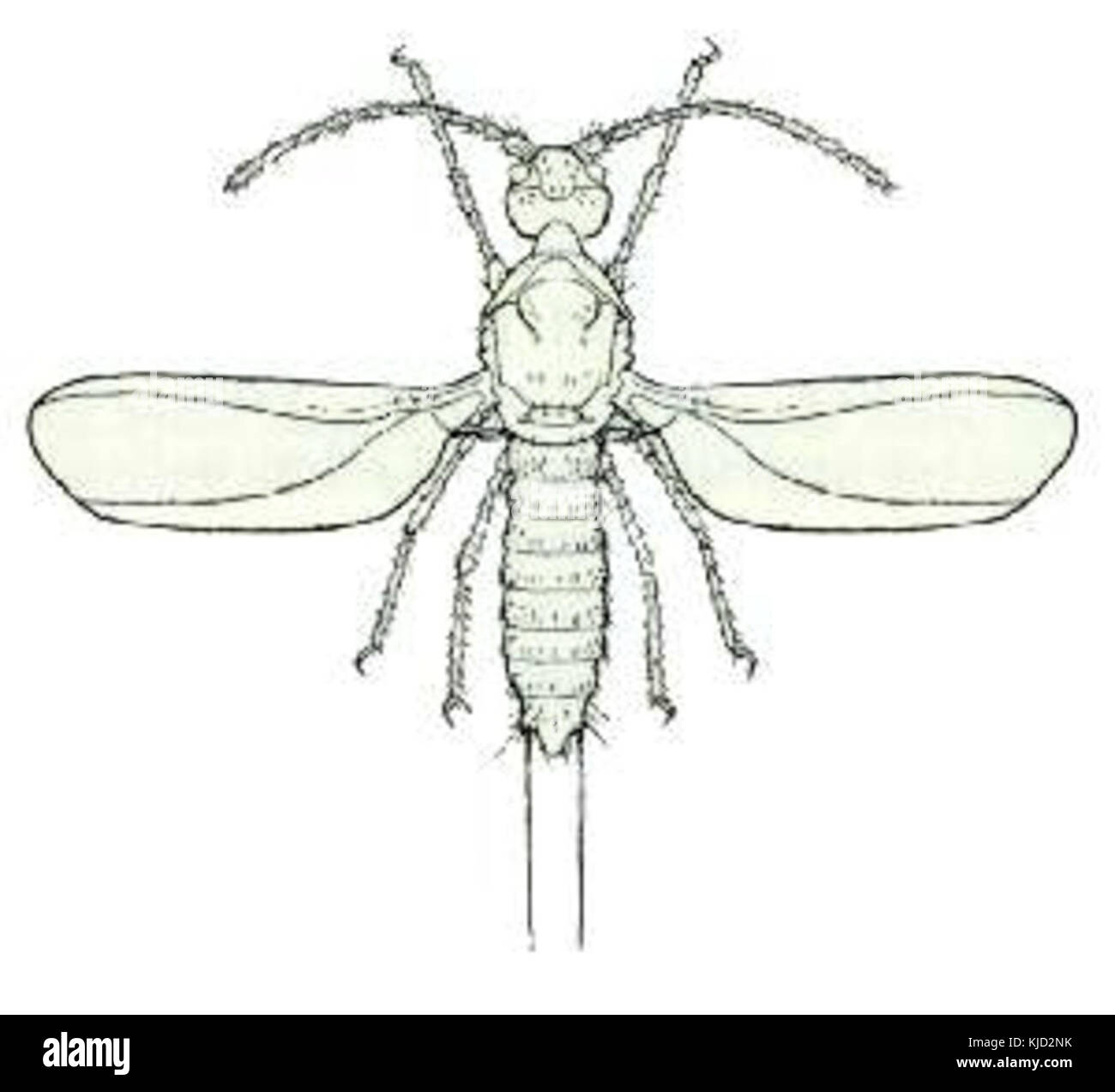 Ferrisia virgata hi-res stock photography and images - Alamy