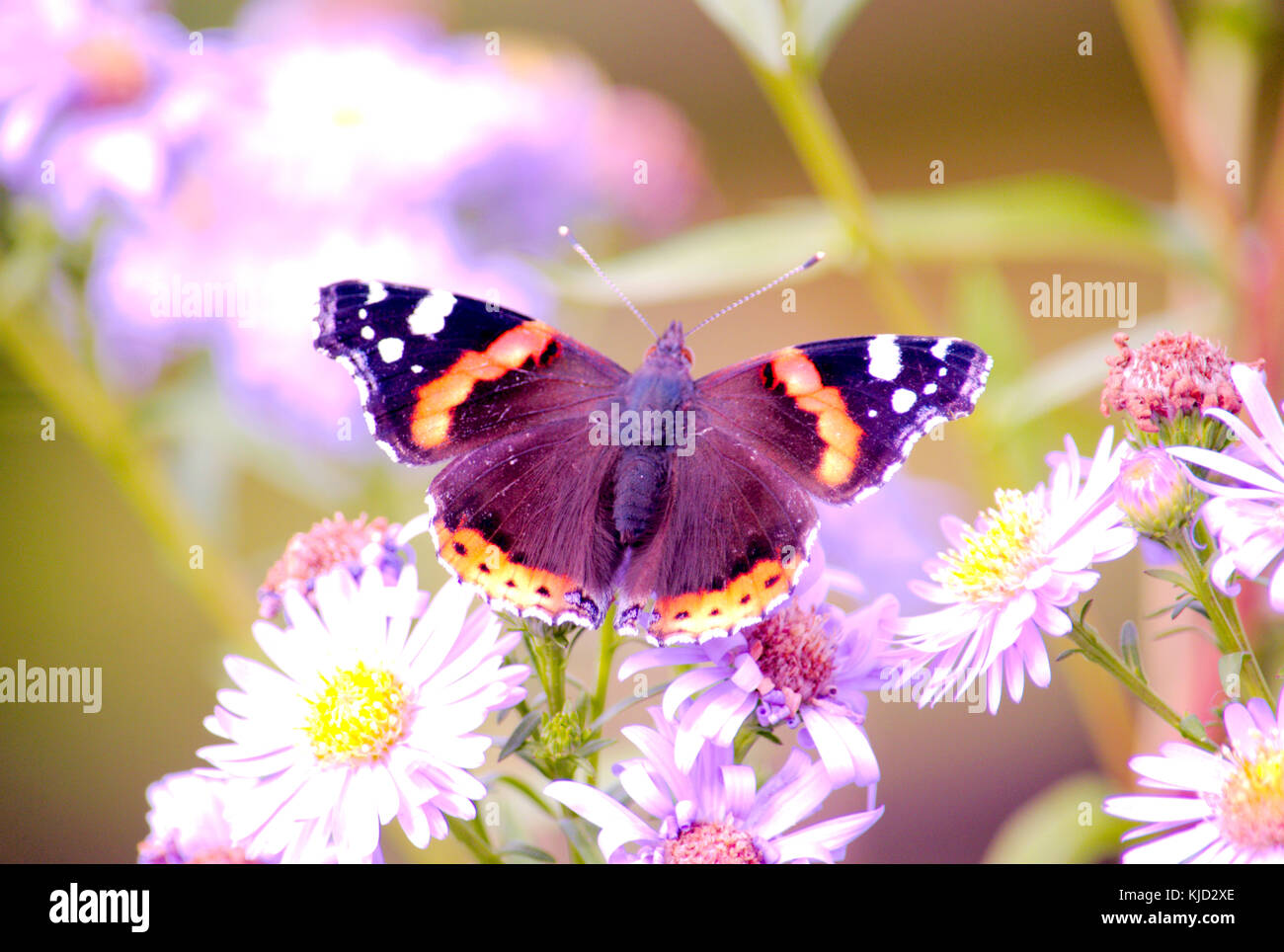 Red admiral butterfly, Vanessa atalanta Stock Photo - Alamy