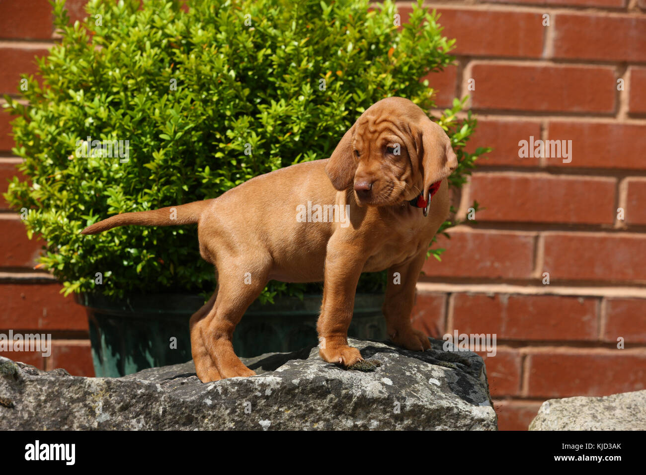 Why Is My Puppy Rocking Side To Side