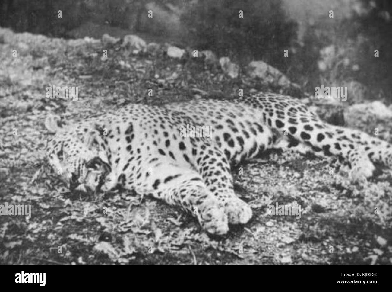 Predation symbol hi-res stock photography and images - Alamy