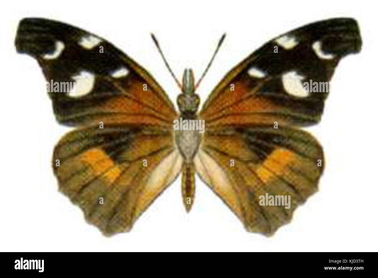 Libythea geoffroy genia Stock Photo - Alamy