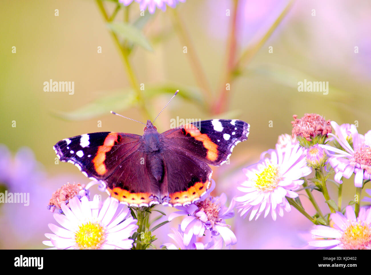 Red admiral butterfly, Vanessa atalanta Stock Photo - Alamy