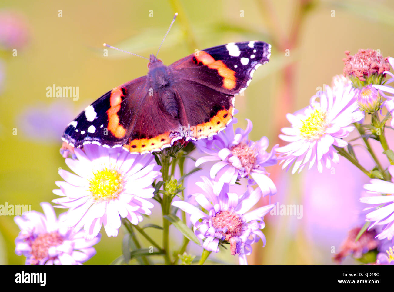 Red admiral butterfly, Vanessa atalanta Stock Photo - Alamy