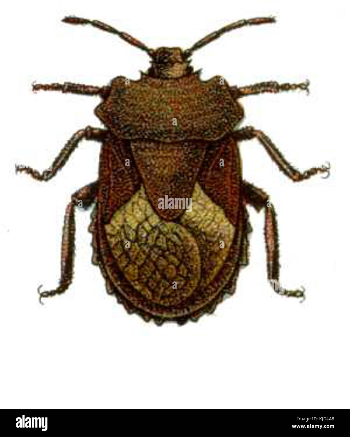 Megymenum affine from CSIRO Stock Photo - Alamy
