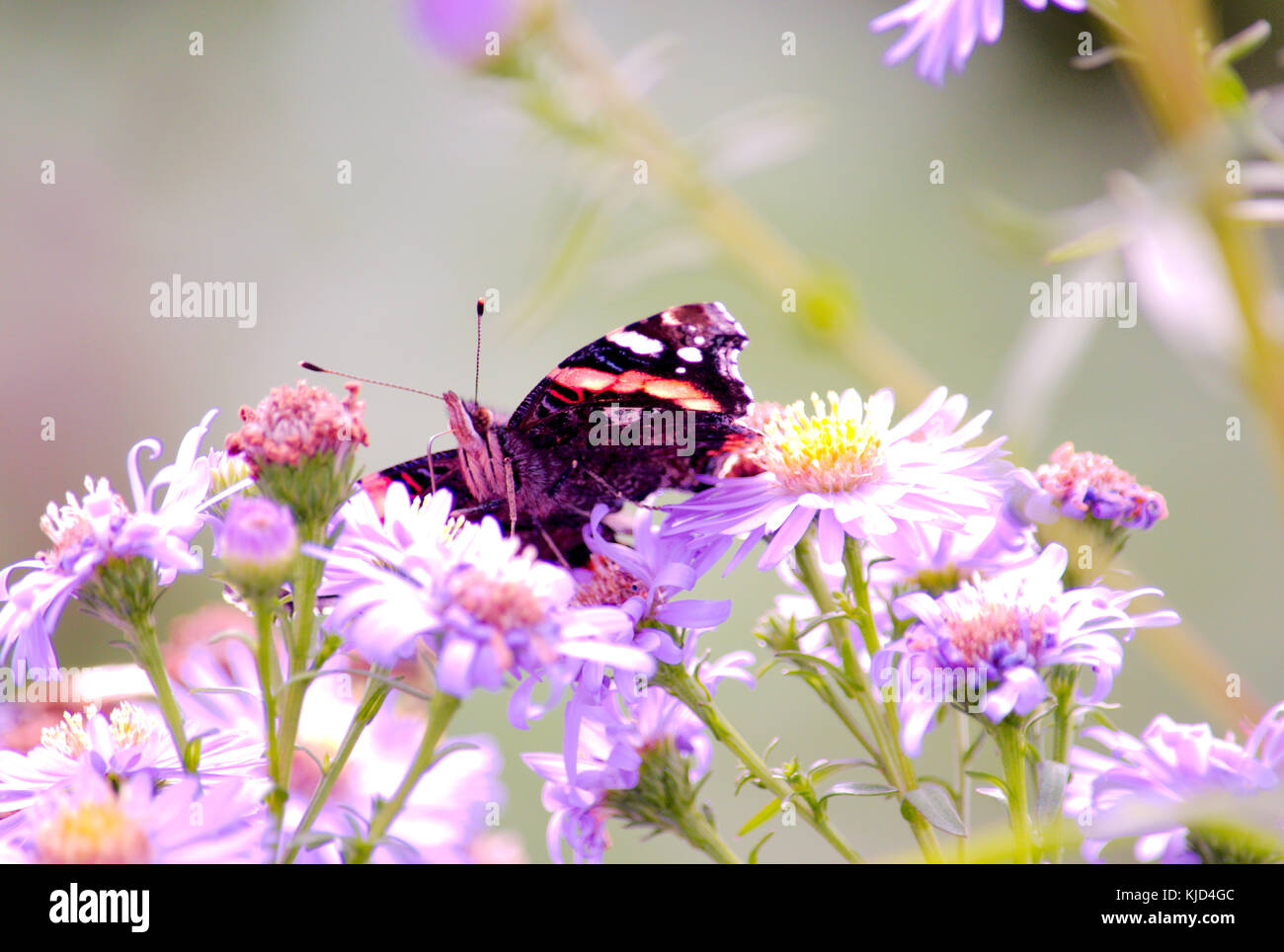Red admiral butterfly, Vanessa atalanta Stock Photo - Alamy