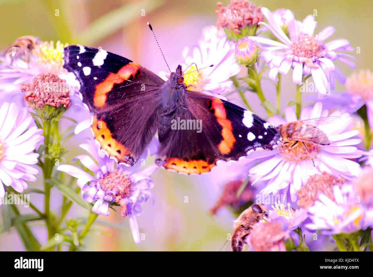 Red admiral butterfly, Vanessa atalanta Stock Photo - Alamy