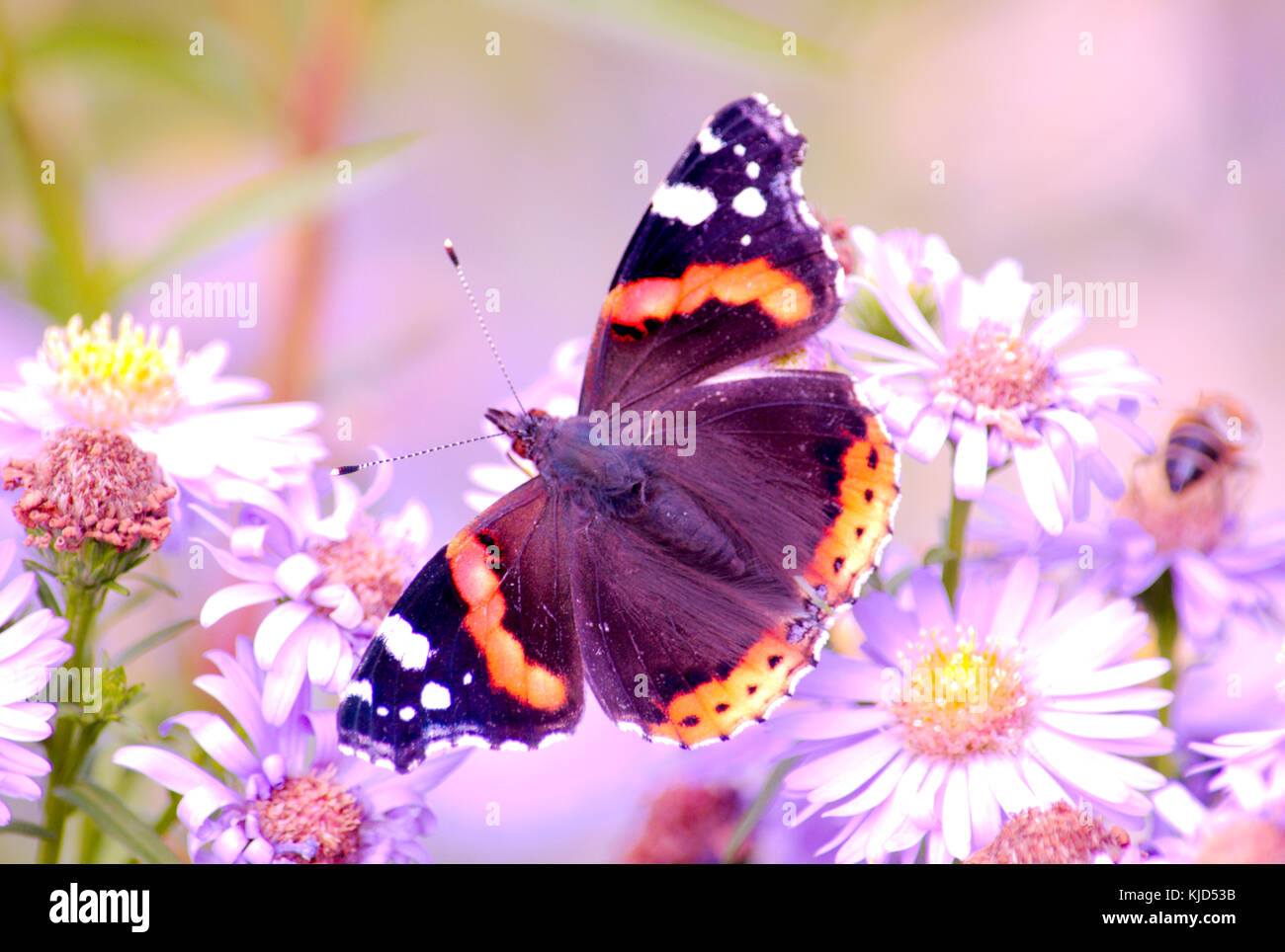Red admiral butterfly, Vanessa atalanta Stock Photo - Alamy