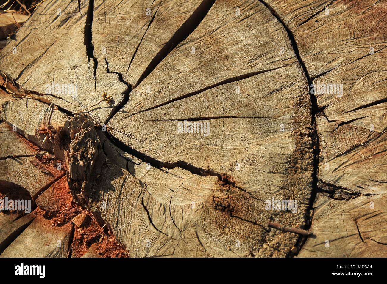 Colorful tree trunk texture Stock Photo - Alamy