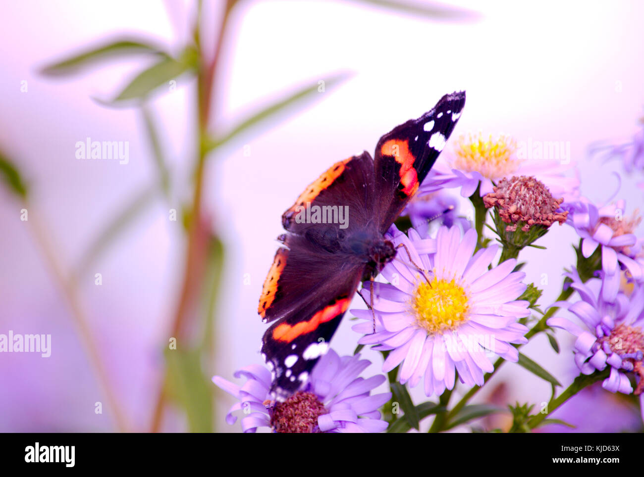 Red admiral butterfly, Vanessa atalanta Stock Photo - Alamy