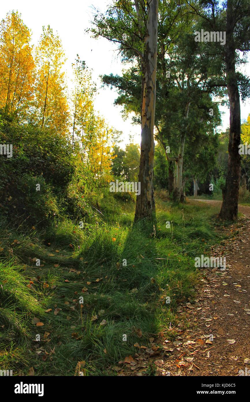 Green leafy forest and sunlight in the morning Stock Photo - Alamy