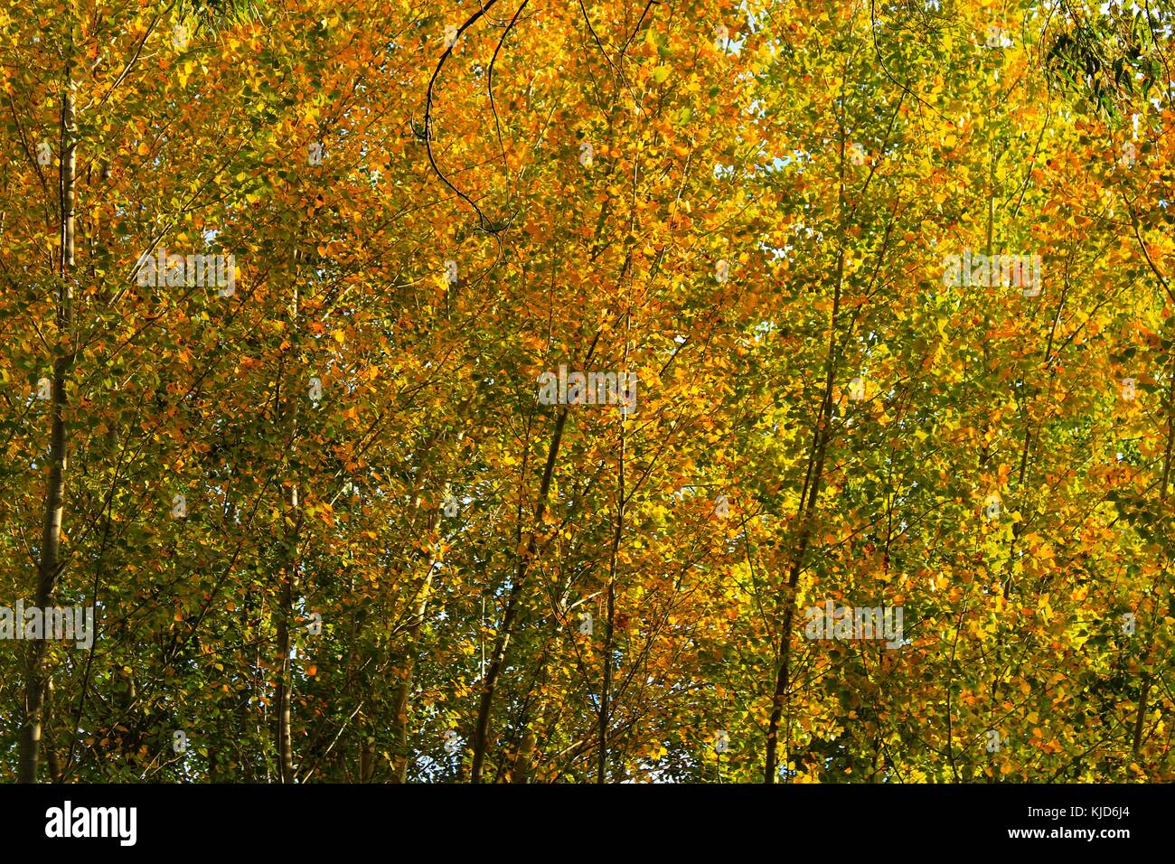 Colorful forest texture Stock Photo - Alamy