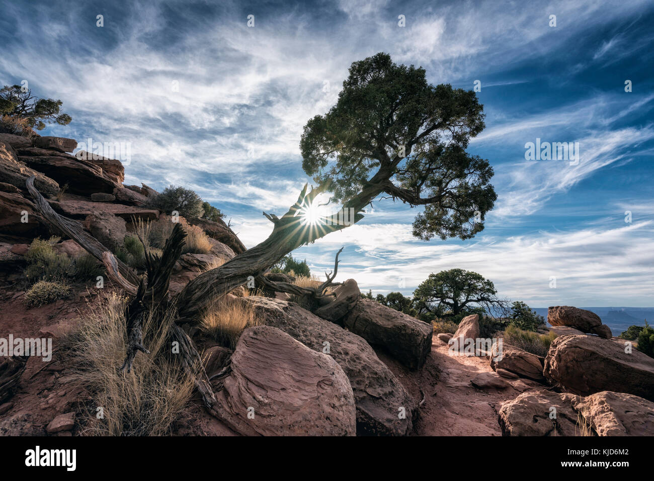 Sunbeams through tree near rocks Stock Photo - Alamy