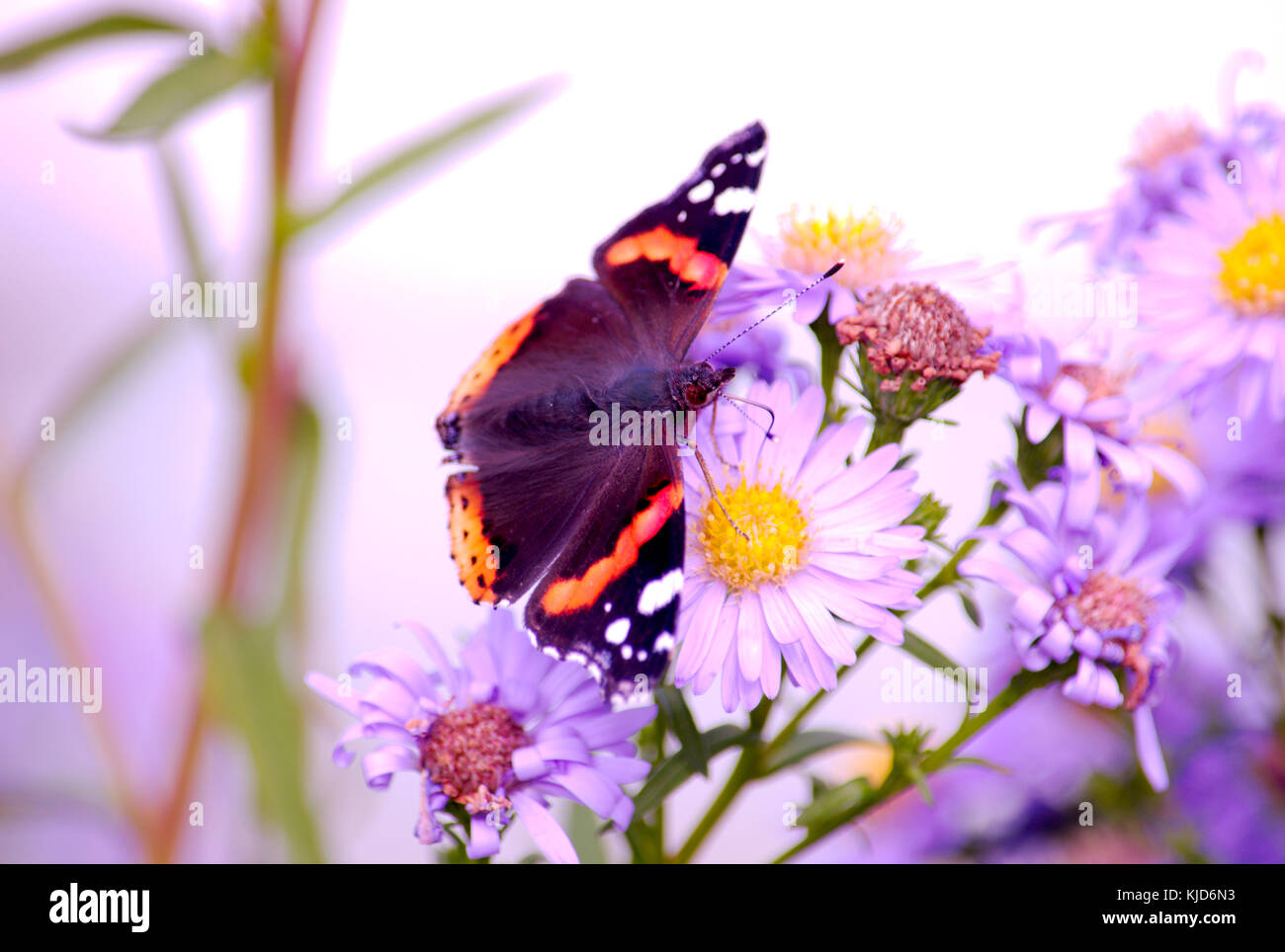 Red admiral butterfly, Vanessa atalanta Stock Photo - Alamy