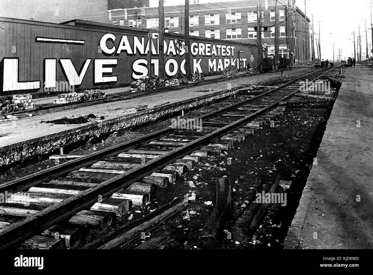 This historical photograph shows the stockyards in Toronto along Keele ...