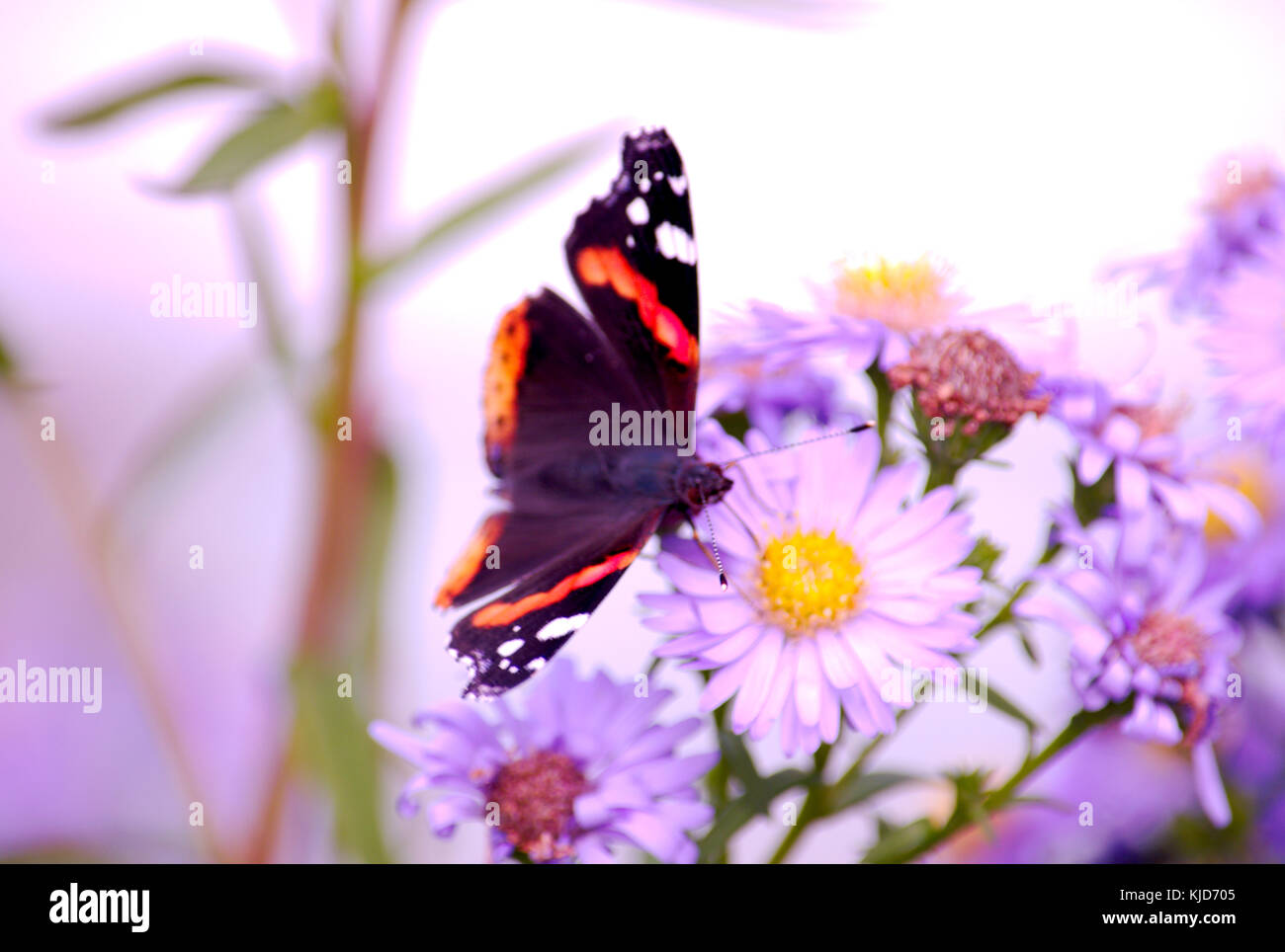 Red admiral butterfly, Vanessa atalanta Stock Photo - Alamy