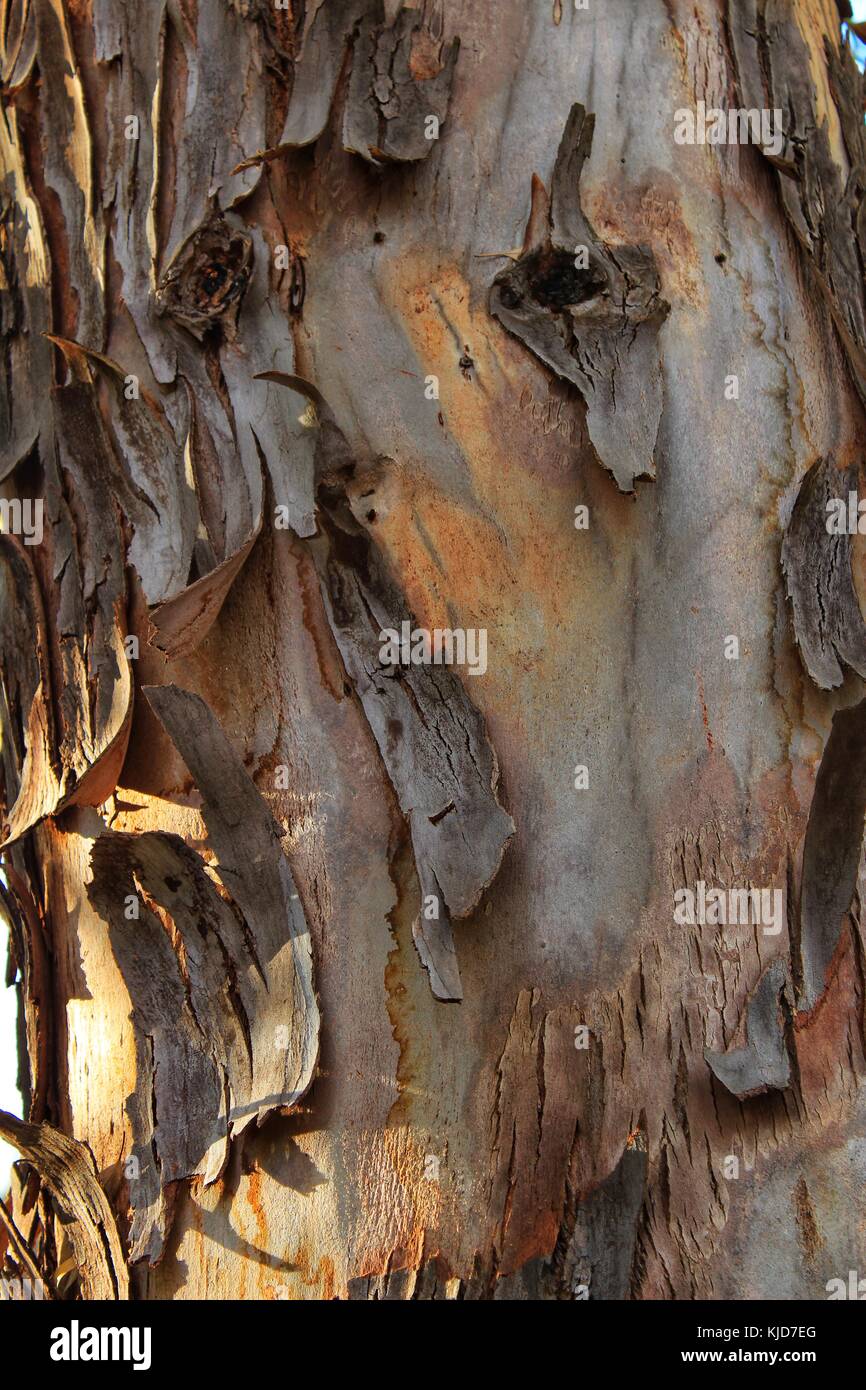 Colorful tree trunk texture Stock Photo - Alamy