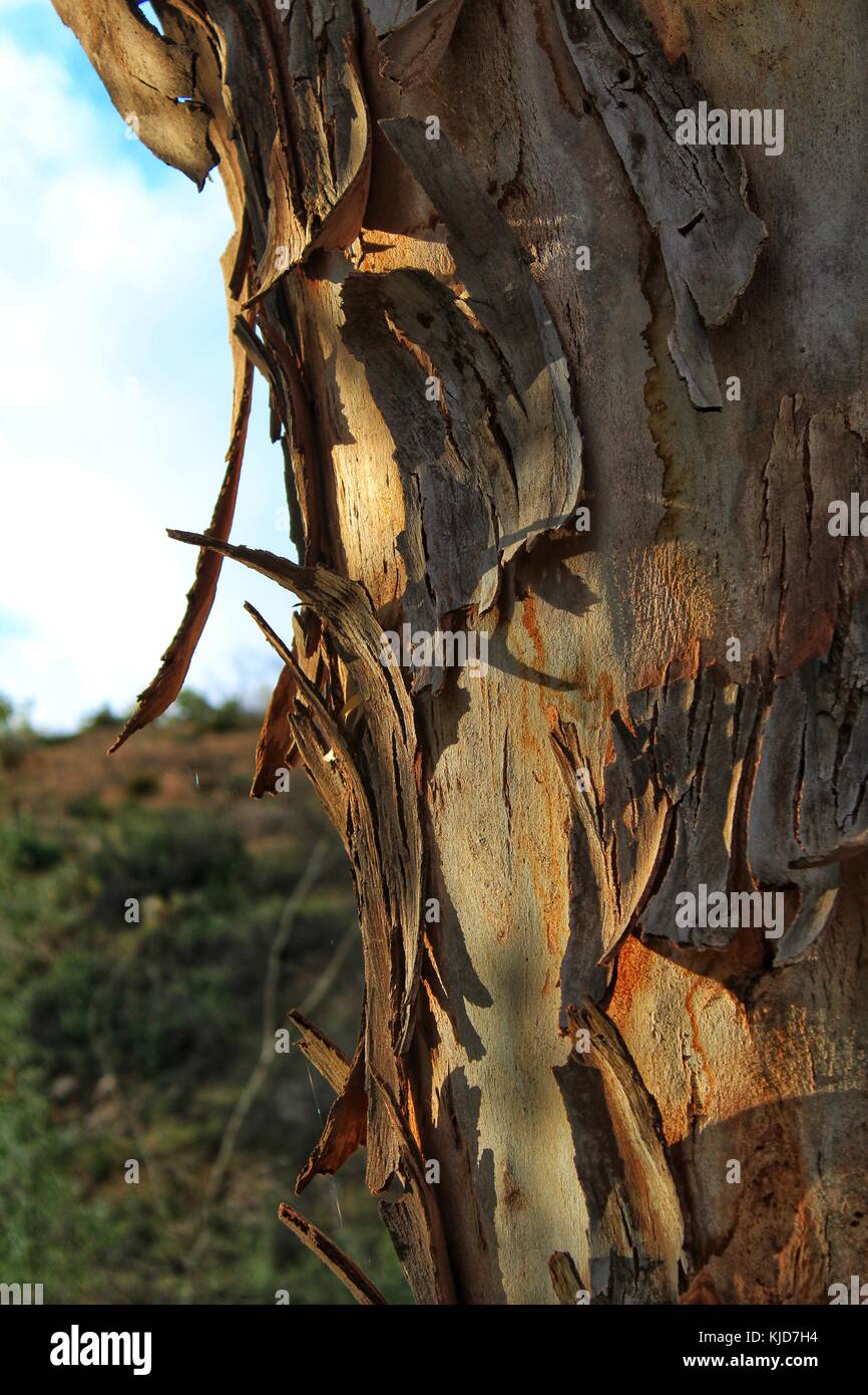 Colorful tree trunk texture Stock Photo - Alamy