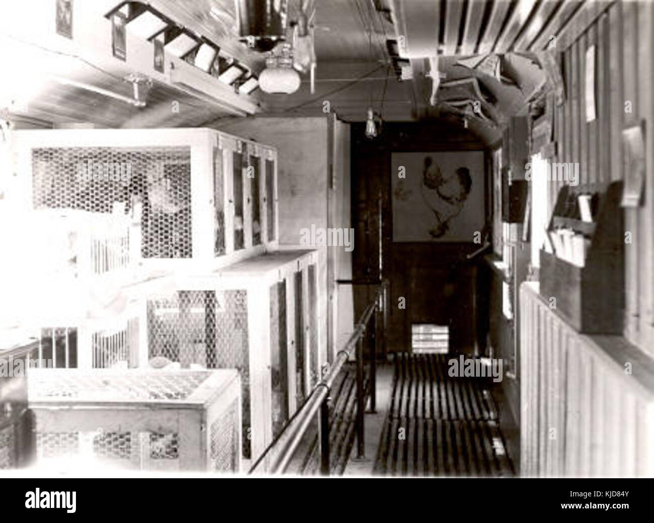 Better Farming Train Poultry Car Stock Photo - Alamy