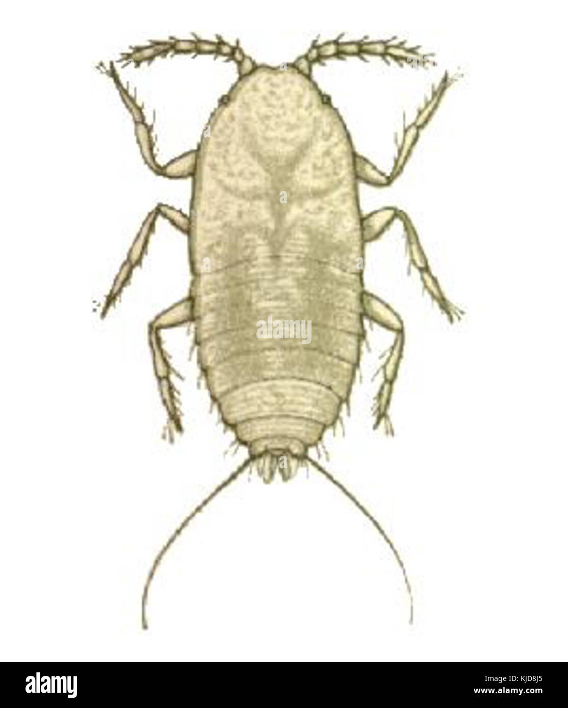 Antonina graminis from CSIRO Stock Photo - Alamy