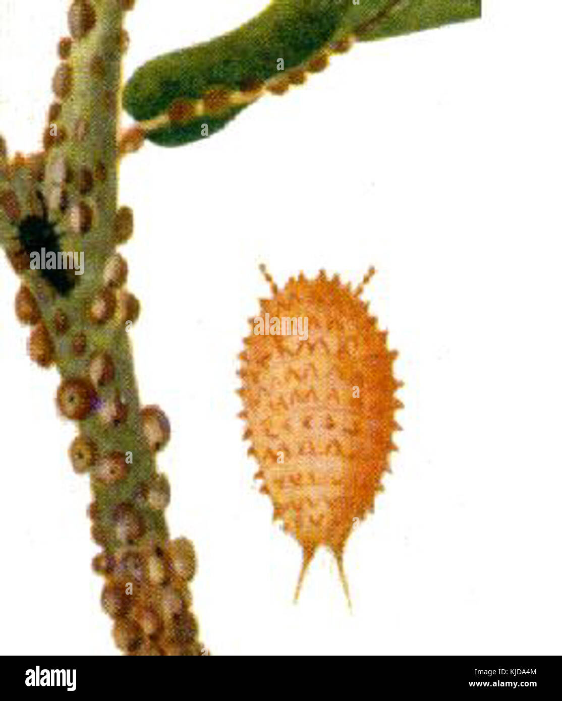 Eriococcus coriaceus from CSIRO Stock Photo - Alamy