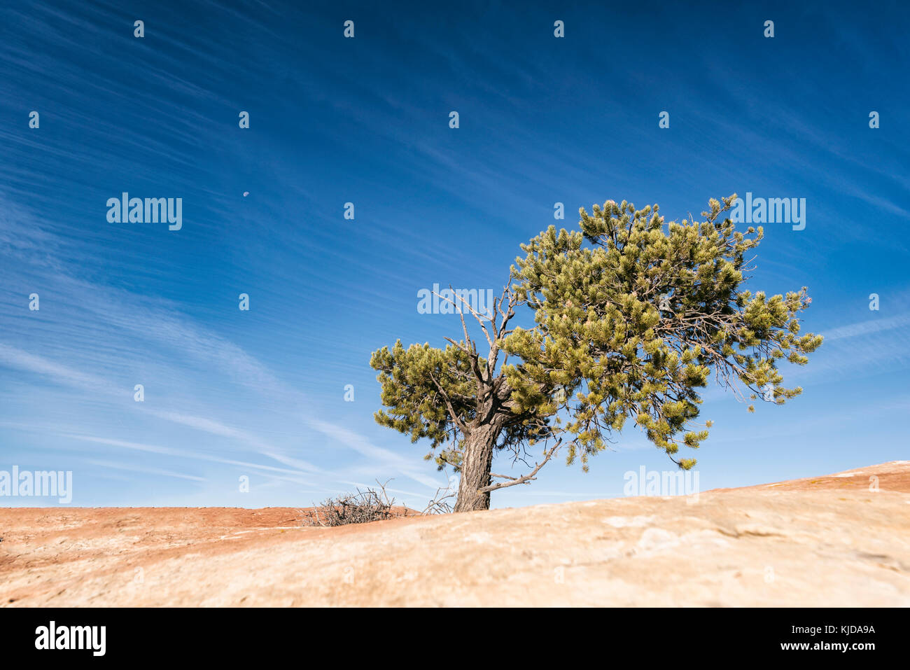 Tree in desert Stock Photo - Alamy