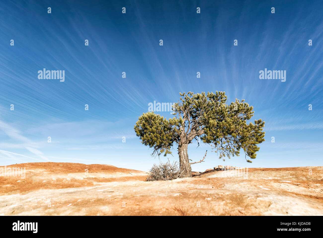 Tree in desert Stock Photo - Alamy