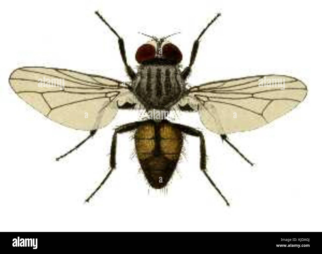 Fannia canicularis hi-res stock photography and images - Alamy