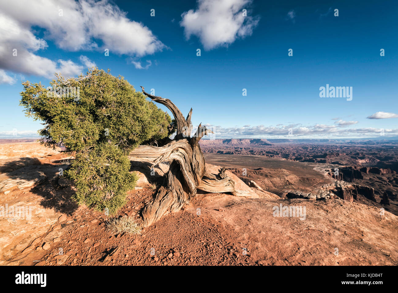 "Tree in desert, Moab, Utah, United States Stock Photo - Alamy