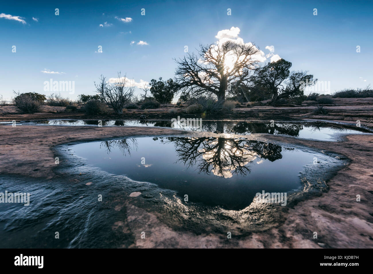 Reflection of tree in puddle Stock Photo - Alamy