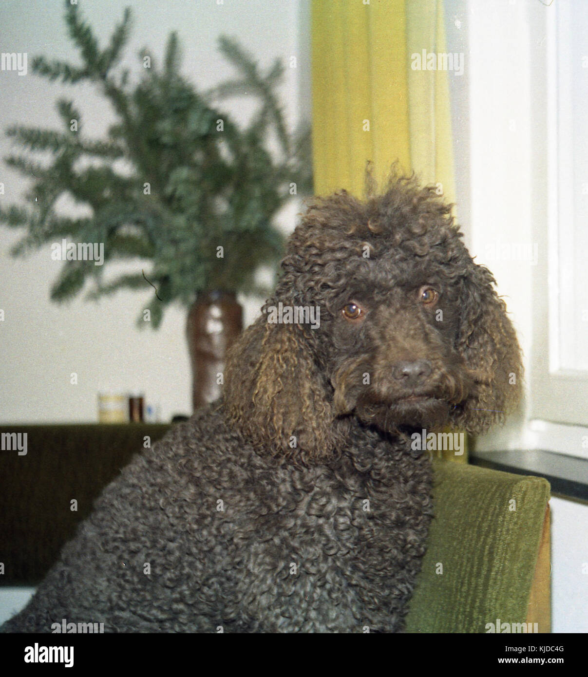 Koenigspudel Stock Photos & Koenigspudel Stock Images - Alamy