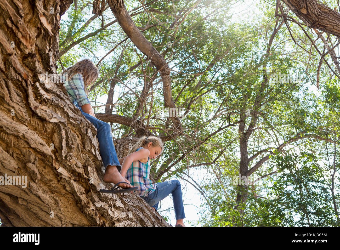 Caucasian girls sitting in tree Stock Photo - Alamy